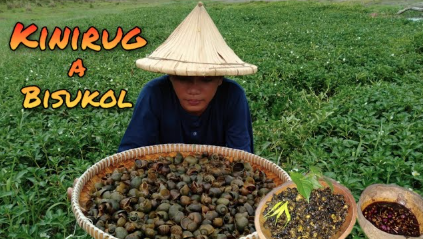 Catching and Cooking Apple Snails by the River | Rural Life in the ...