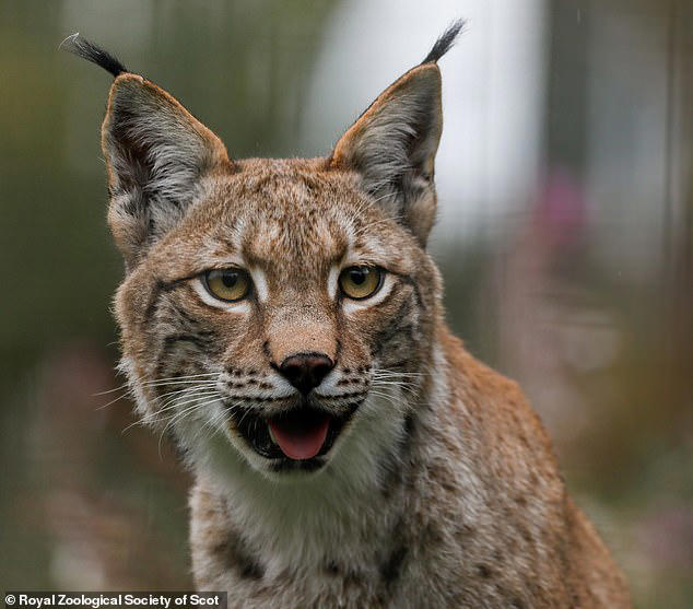 Trio of lynx rescued nine months after being illegally released in the ...