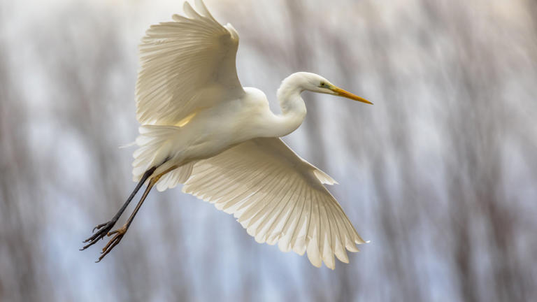 The Surprising Reason It’s Illegal To Keep Bird Feathers, And How Fancy ...