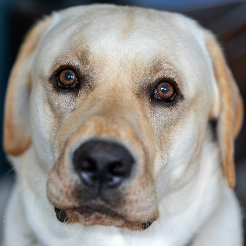 26 Loyal Dog Breeds That Respond Closely to Their Owners' Voices and ...