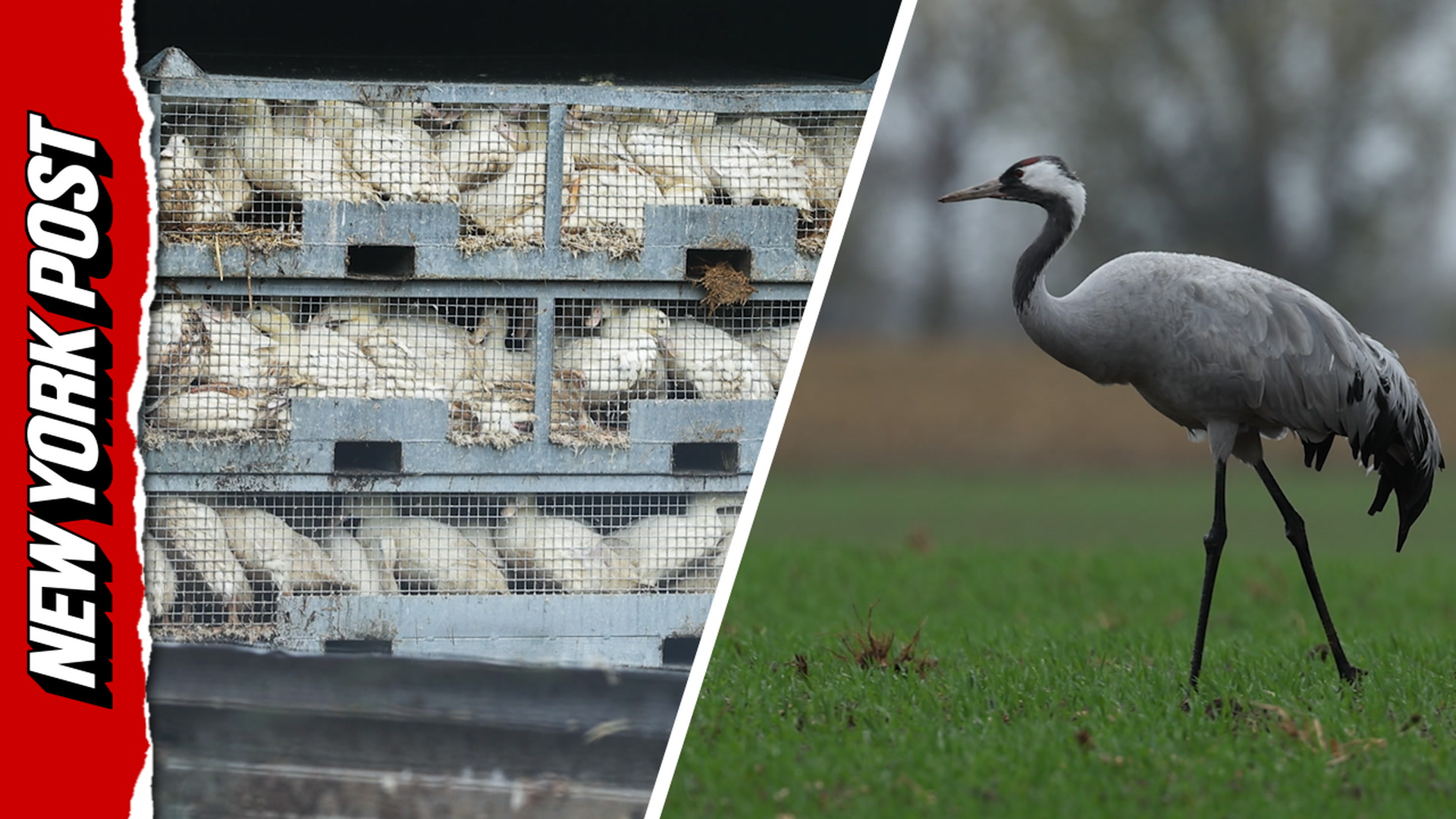 Hundreds of thousands of birds culled in Germany due to devastating ...