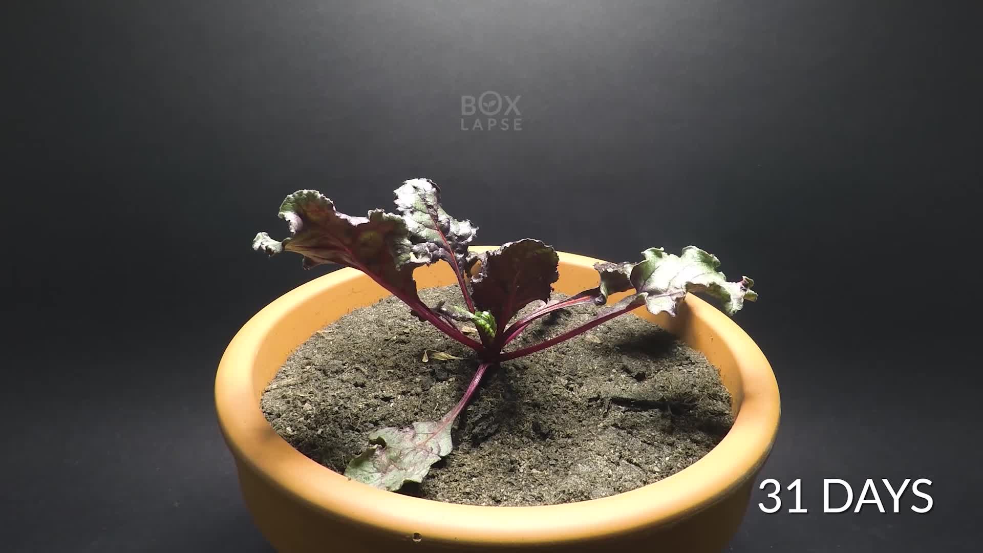 Seed to beetroot in 66 days - time-lapse