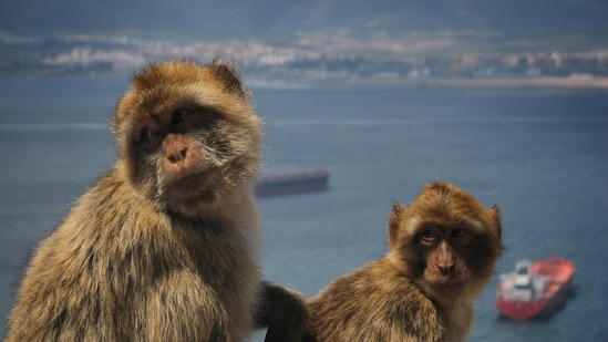 Monkey 'outbreak' on I-59? Tulane University responds to claims escaped ...