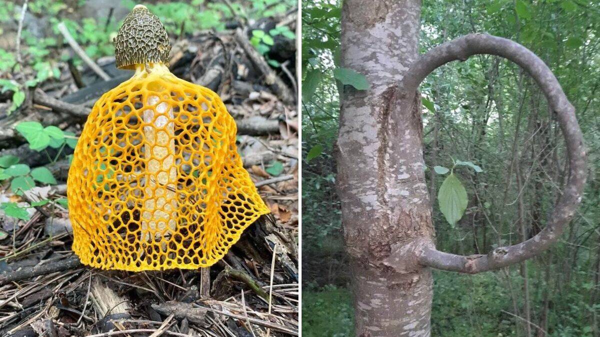 20 Photos that show just how weird nature can be