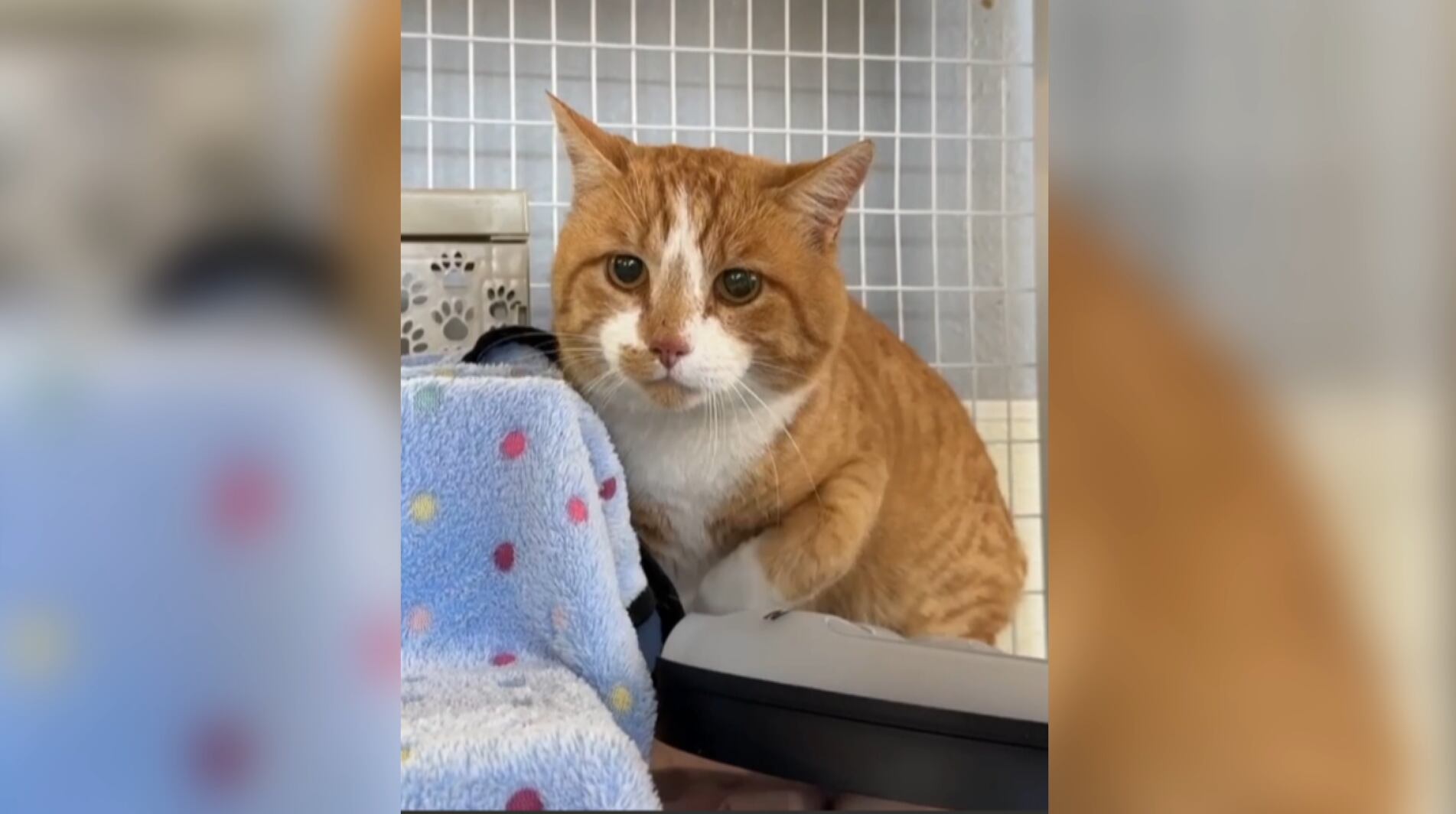A Garfield look-alike is up for adoption