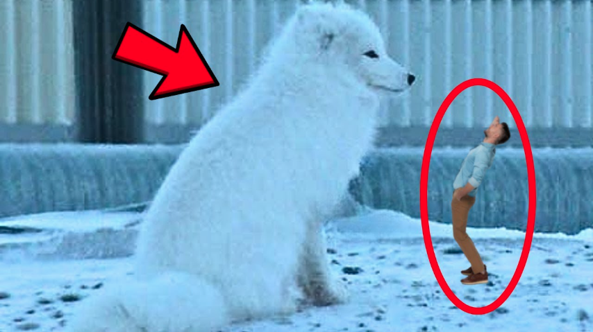 They Thought It Was Just a Fox – What This Beast Dragged Across the Ice ...