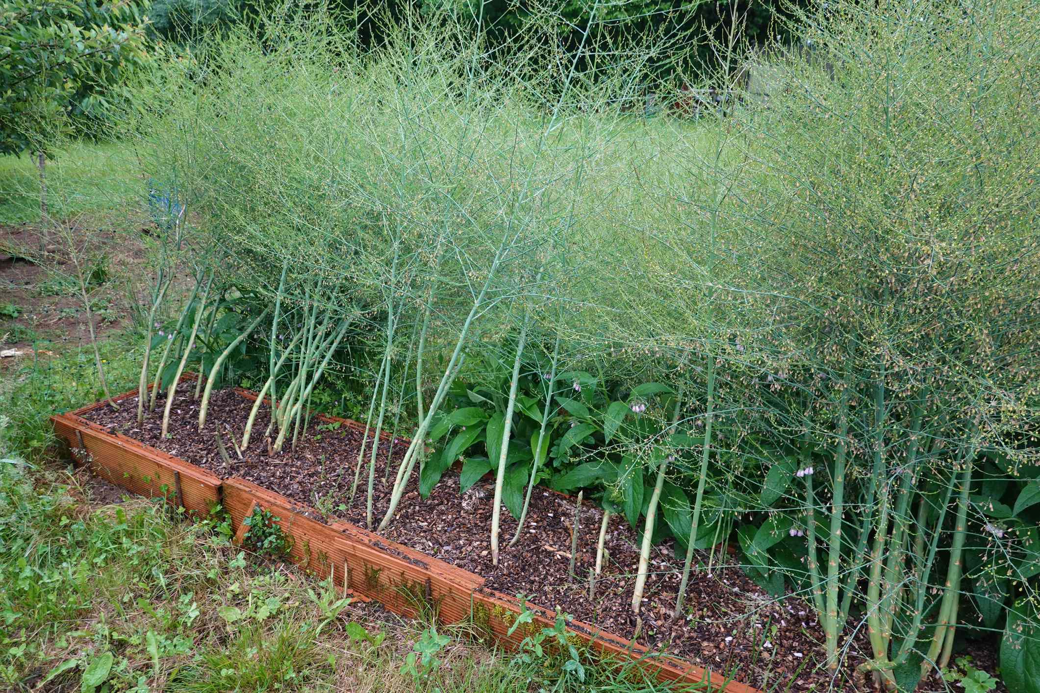 Is It Too Late to Cut Back Asparagus? Everything You Need to Know ...