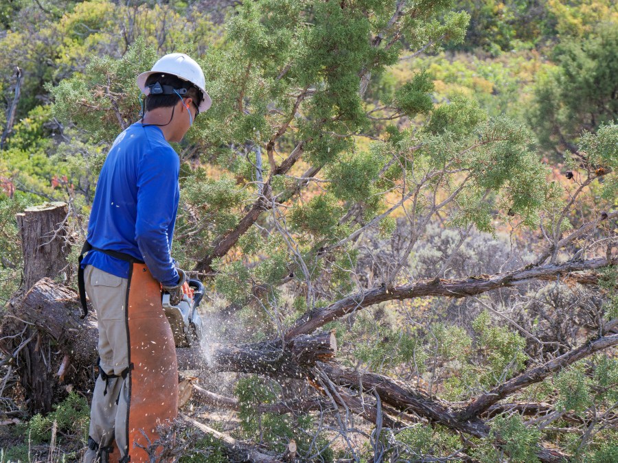 Local wildfire mitigation project protects infrastructure and resources