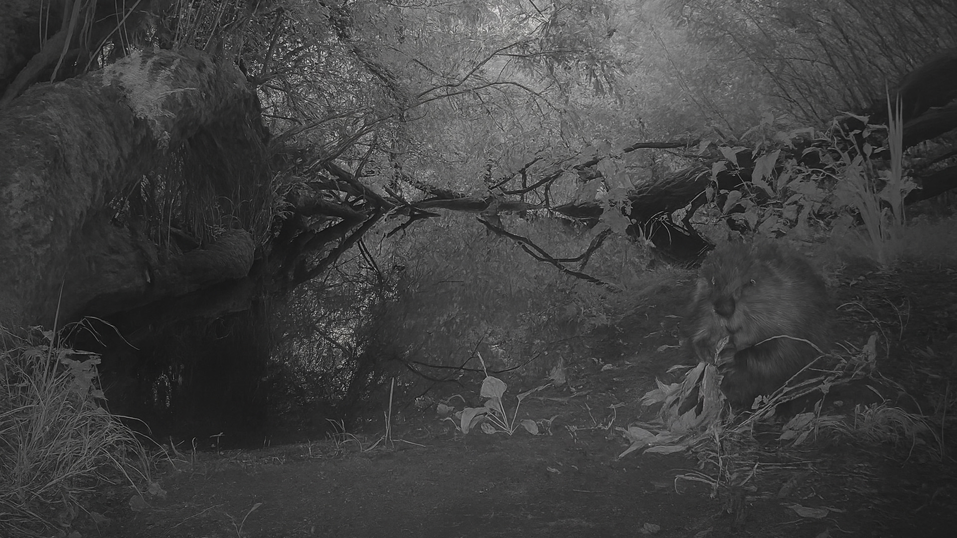 Hidden Camera Left in the Wild – See What It Captured