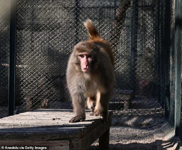 'Aggressive' disease-ridden monkey on the loose after escaping when ...