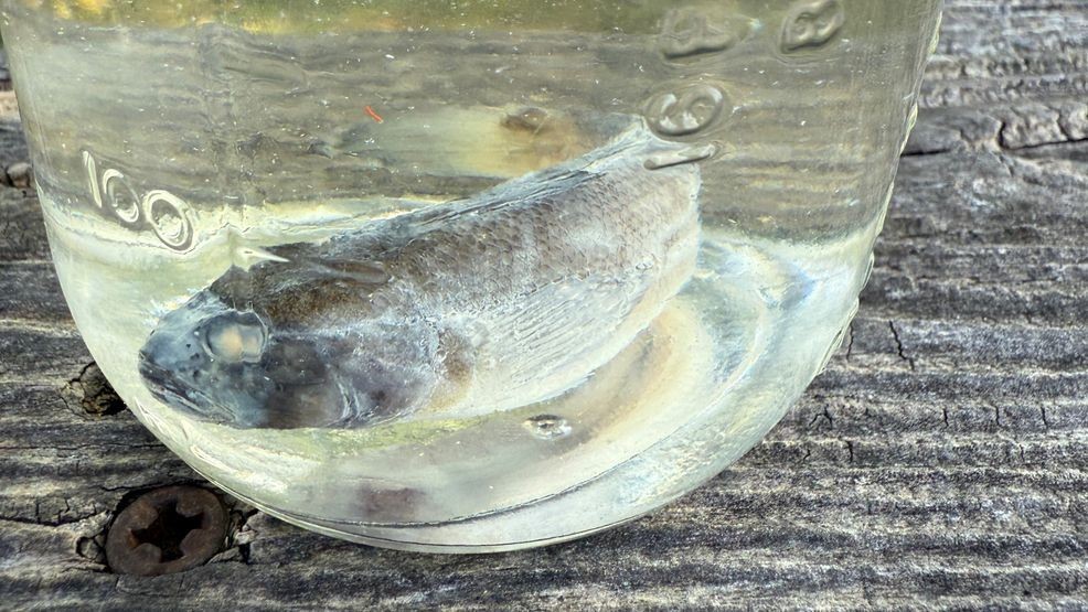 Wisconsin DNR outlines strategy to monitor invasive round goby spread ...