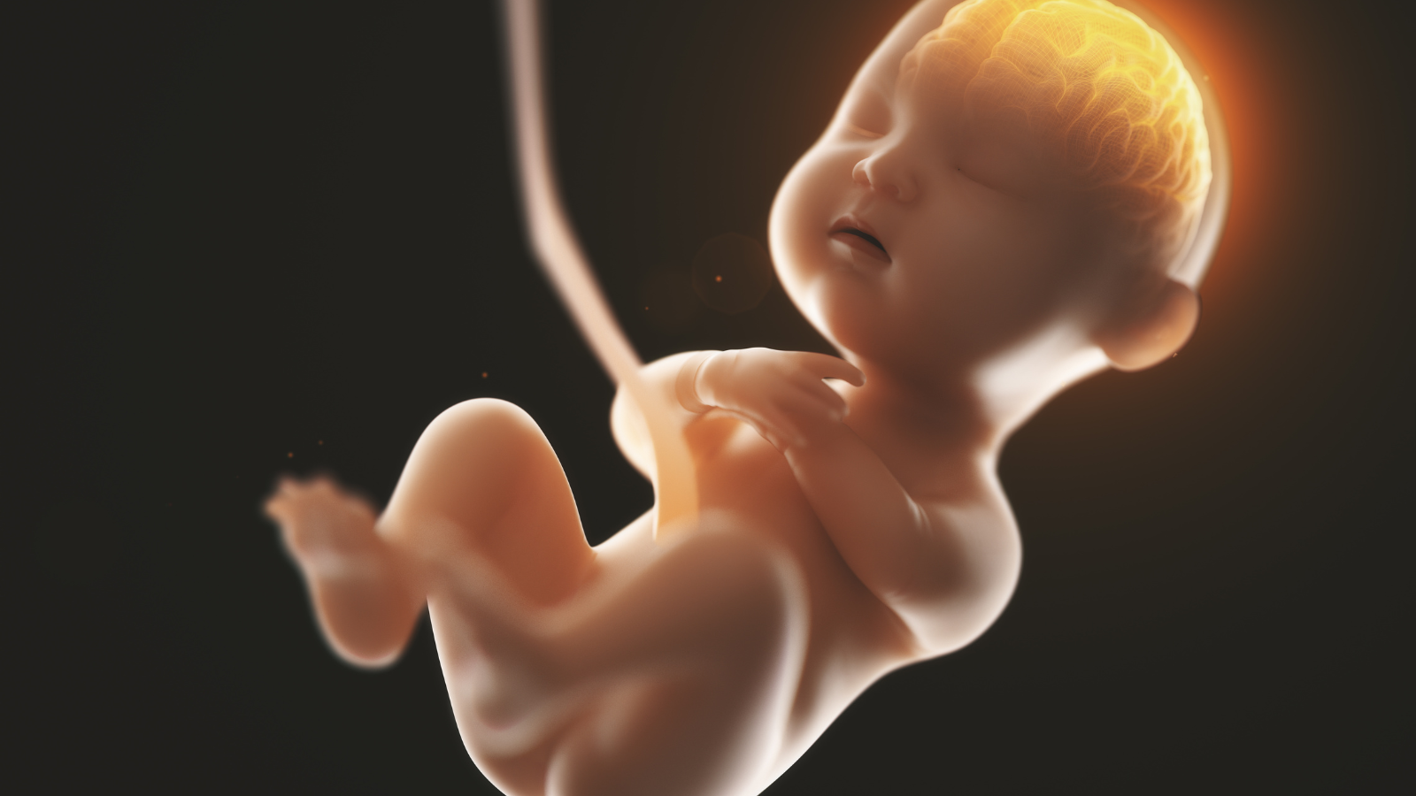 How the Umbilical Cord Supports Muscle and Organ Development in Your Baby