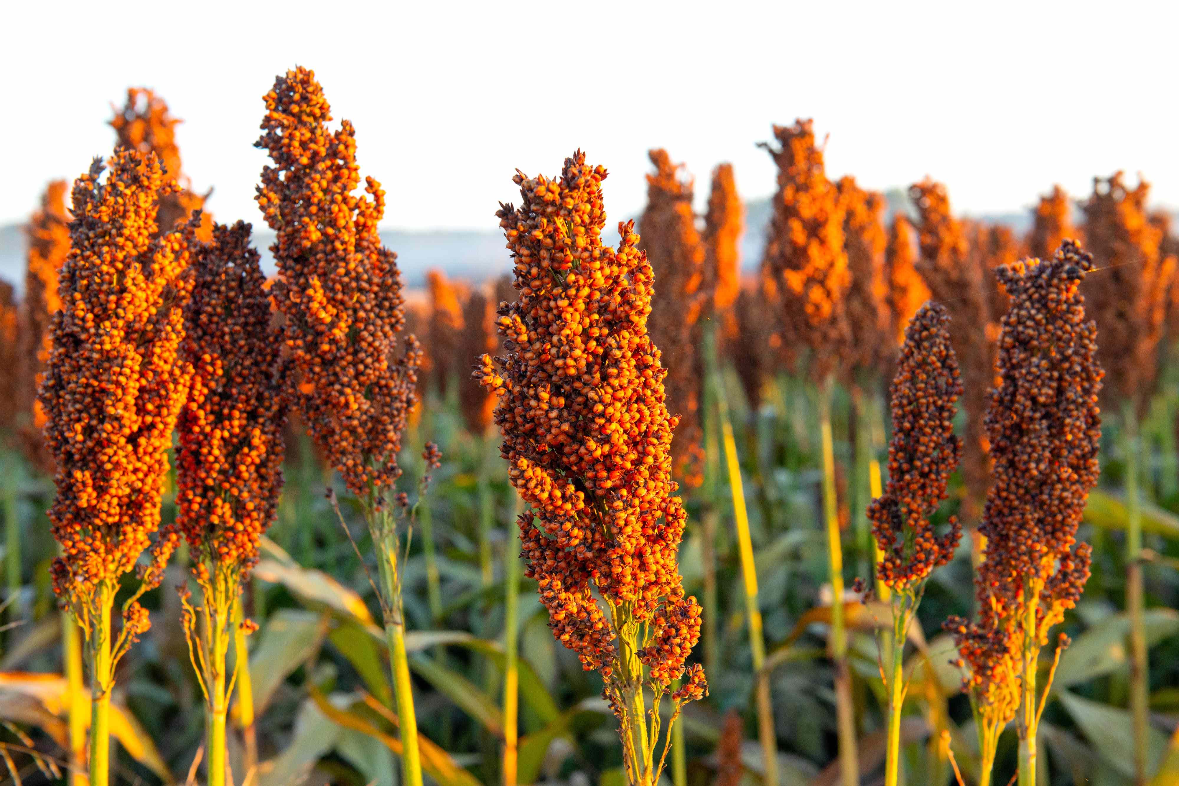 Meet the Ancient, Drought-Resistant Grain Poised to Be the Next Superfood
