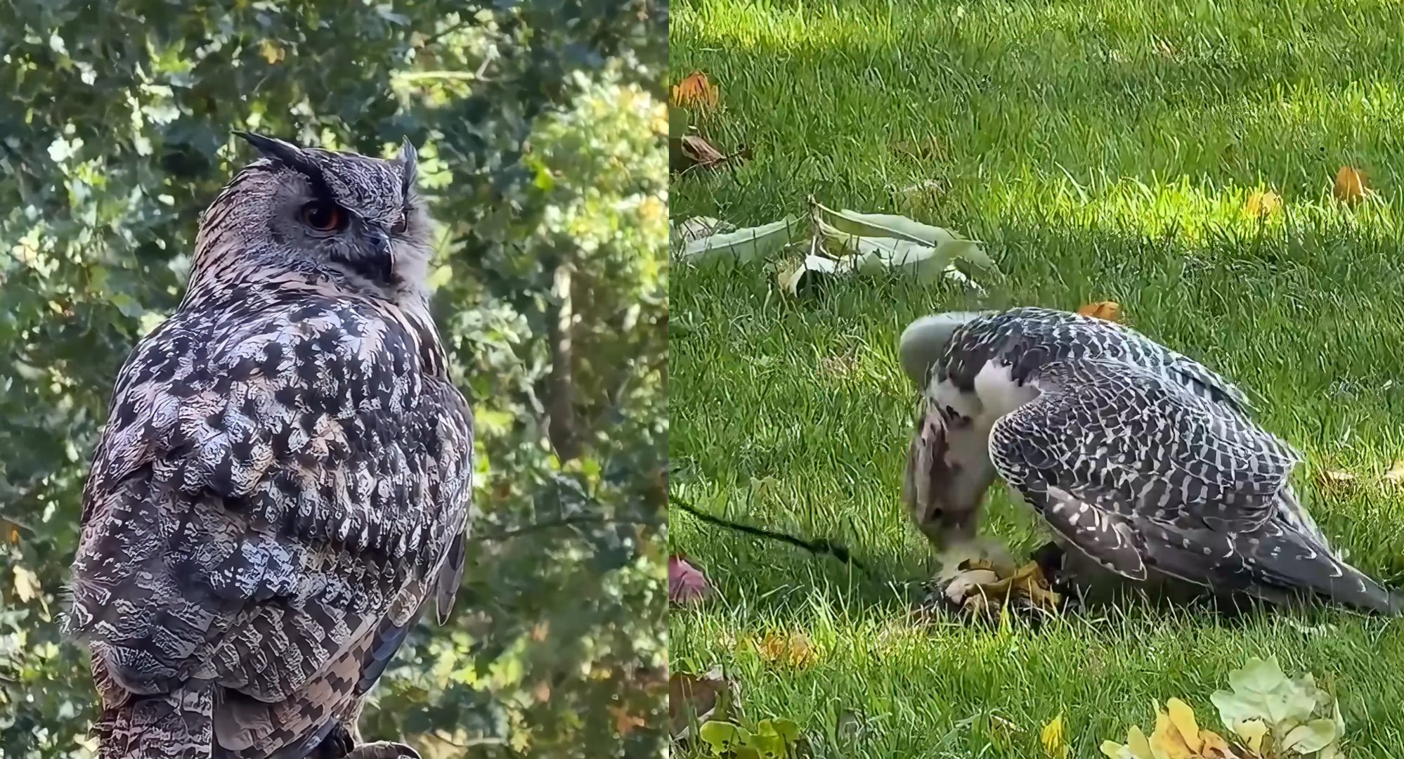 We got an opportunity to spend some time with Mercer Falconry and his ...