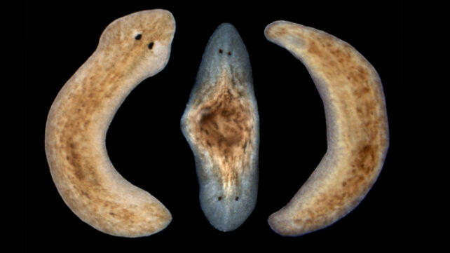 Rare Two-Headed Flatworms Produce Topsy-Turvy Offspring, Scientists ...