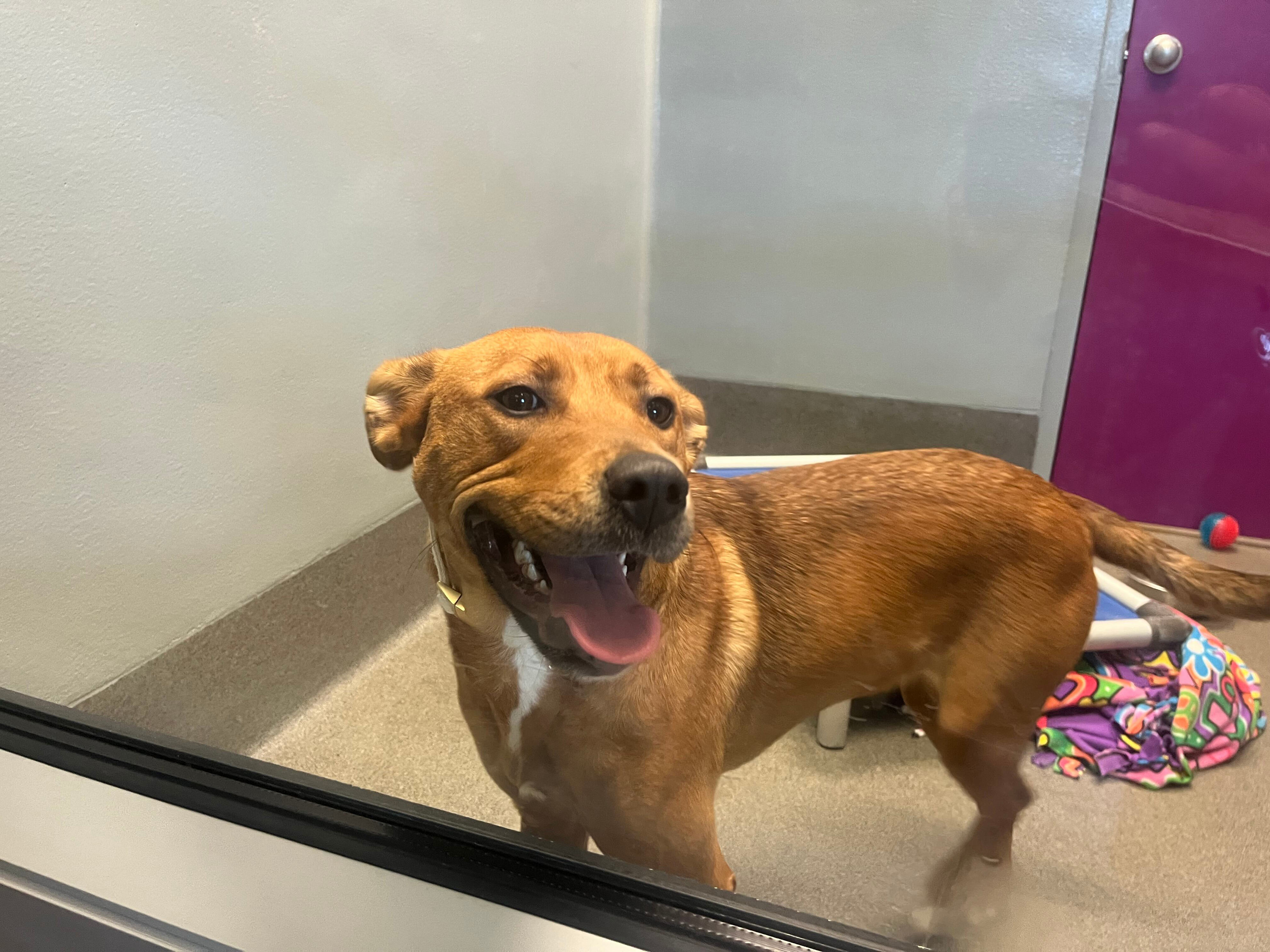 Wichita animal shelters ask for help amid overwhelming pet surrenders