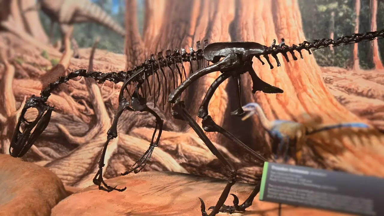 Meet Troodon formosus: The bird-like thinker that may have been the ...