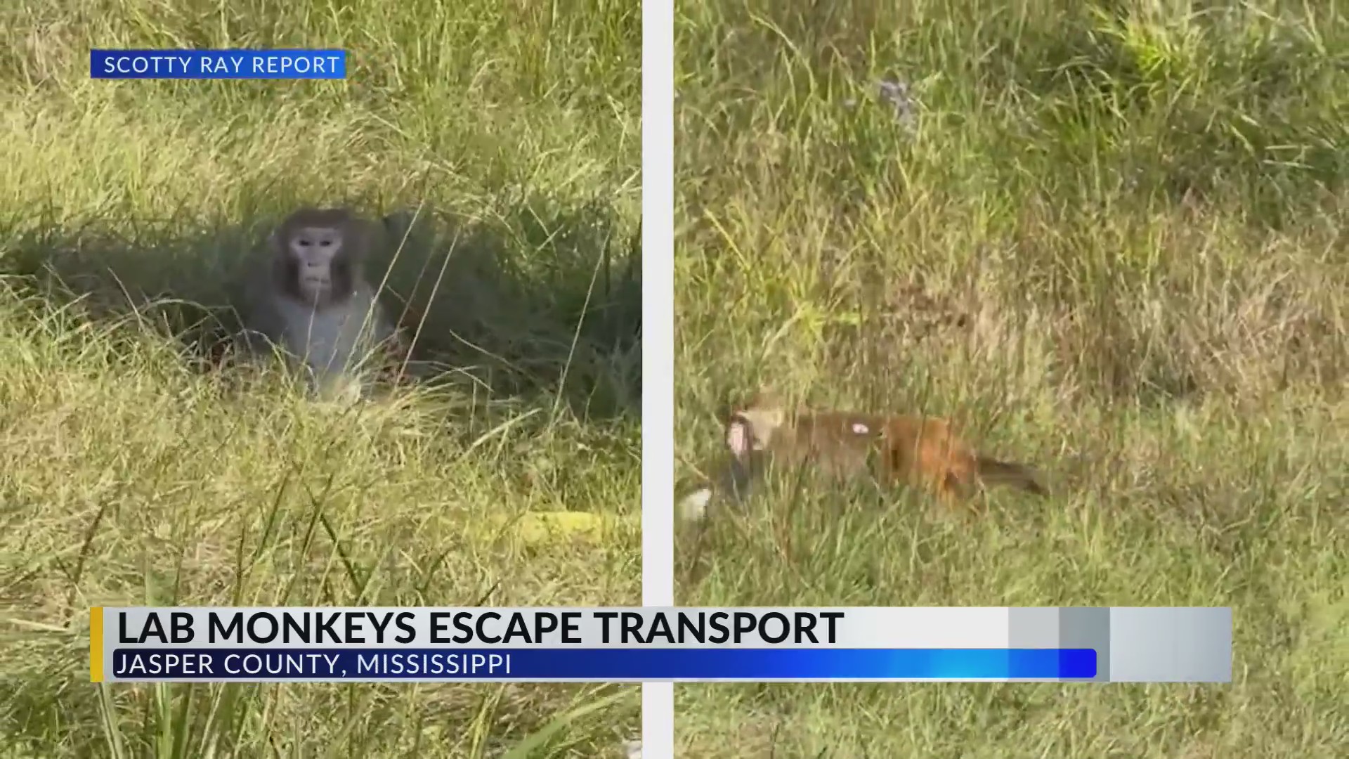 "There's monkeys everywhere!"
