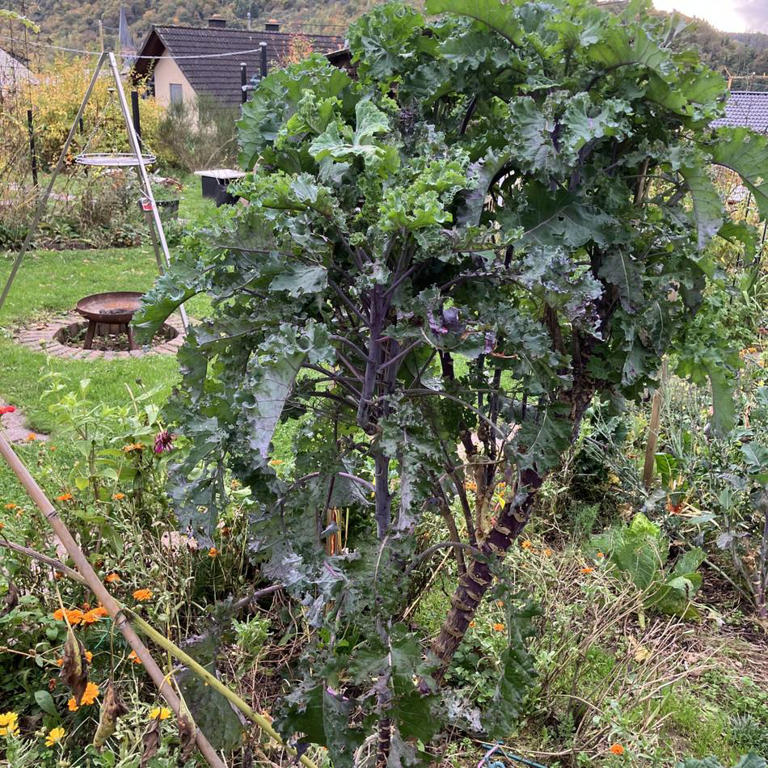 Wie Wintergemüse die Gartensaison enorm verlängert
