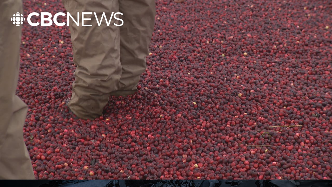 B.C.'s cranberry harvest season underway