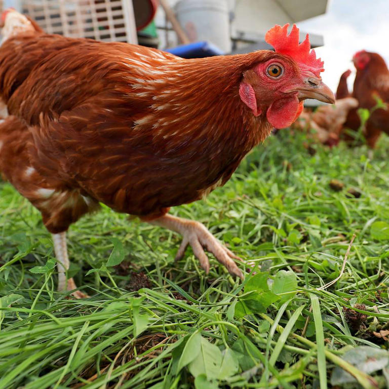 Stadt Solingen warnt Tierhalter – „Geflügelpest kommt näher“