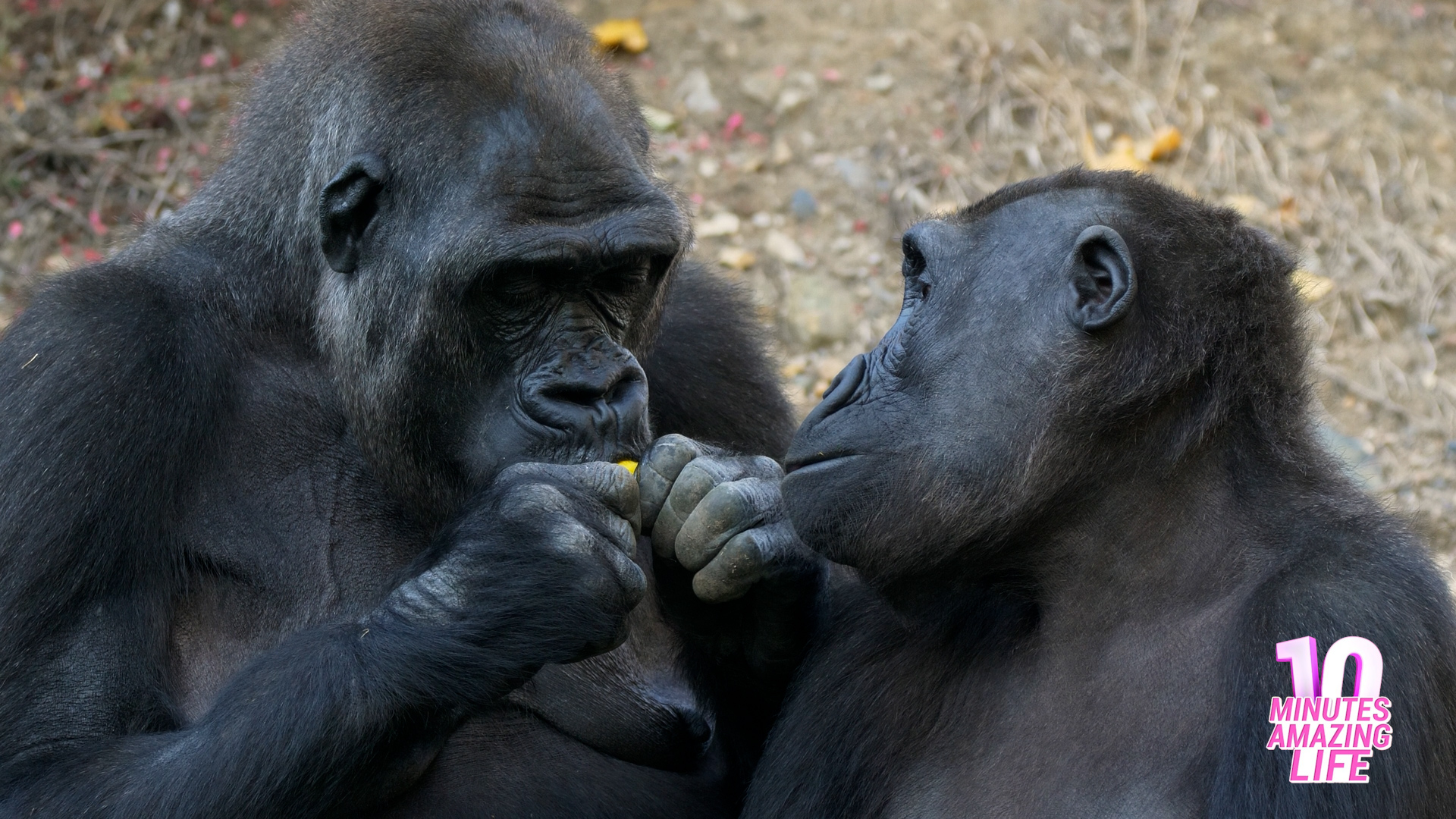 Gorilla’s Delen een Moment van Verbinding