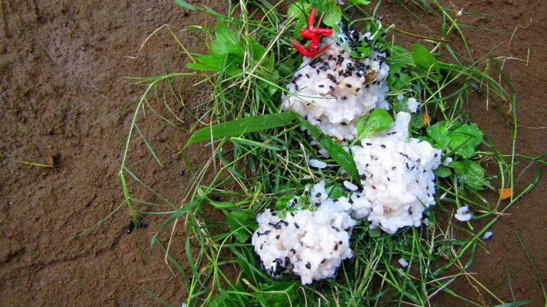 Halloween 2025: Indian Folklore & Regional Food Offerings