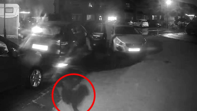Clever dog escapes from car boot while owners drive away