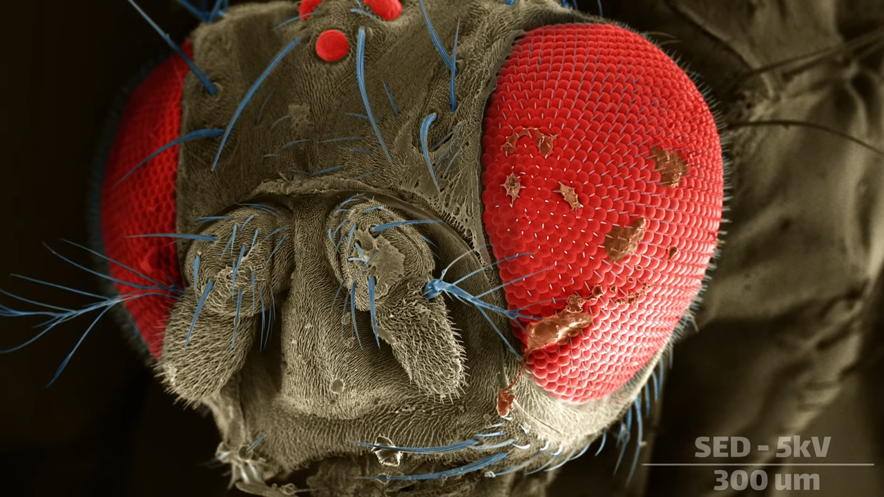 What scientists see when they scan a fruit fly atom by atom