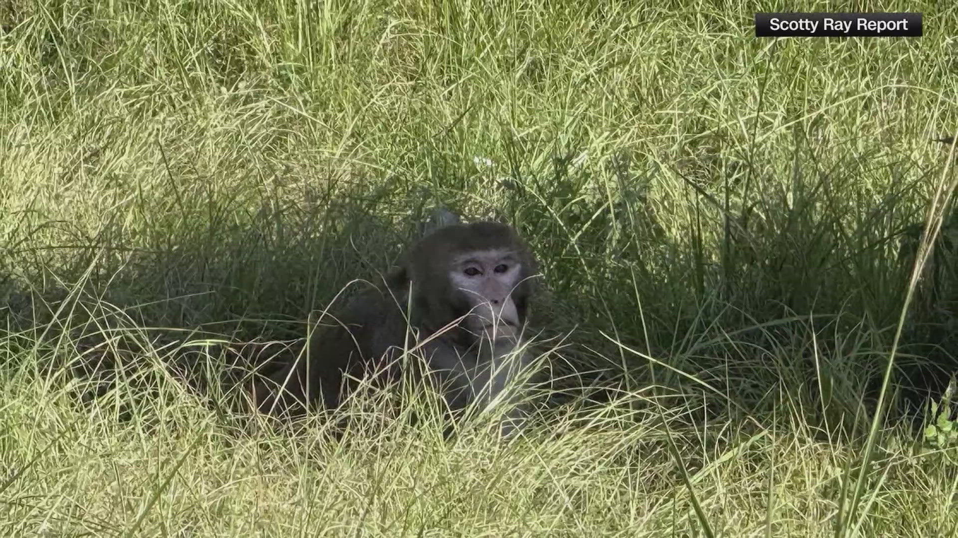 Mississippi officials search for missing monkey