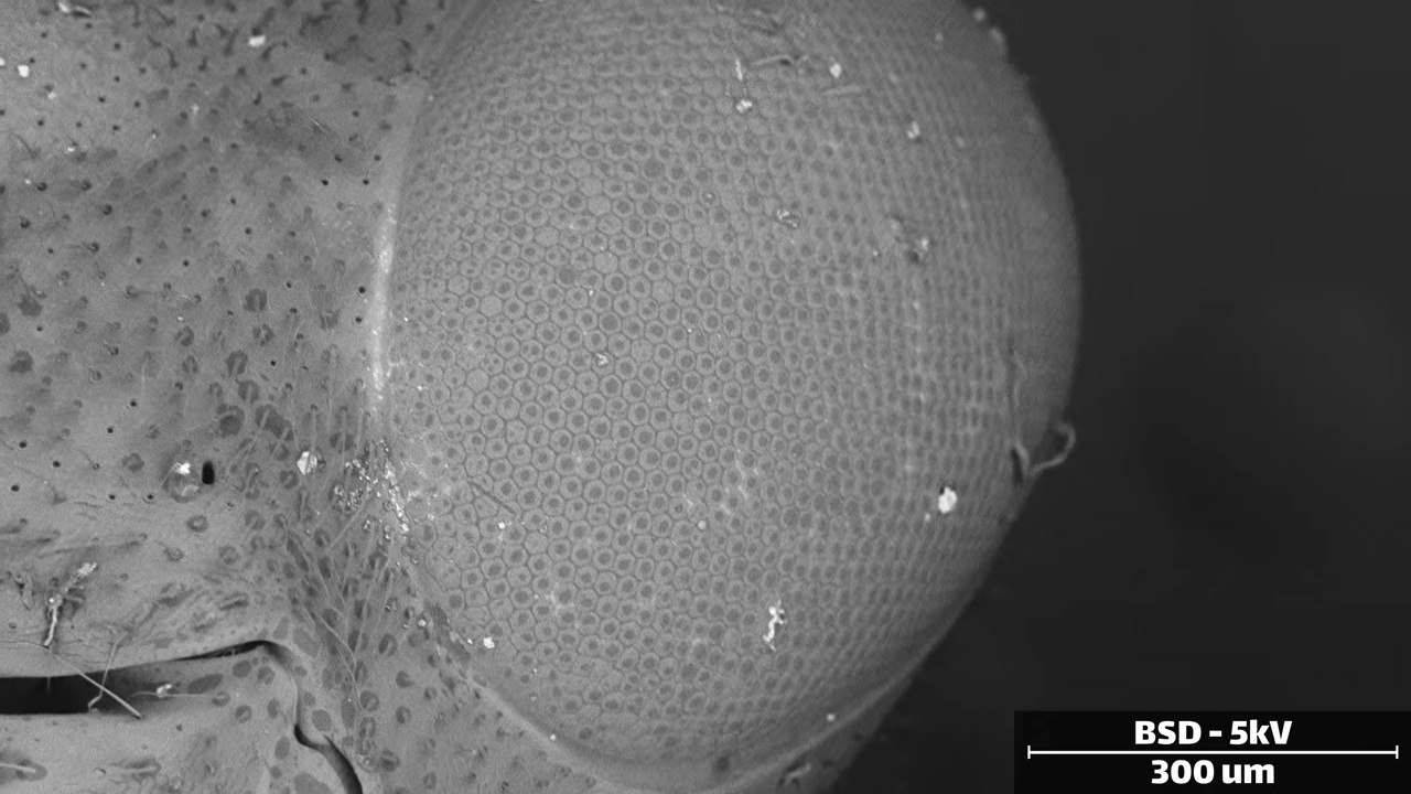 Why this wasp looks terrifying at the microscopic scale