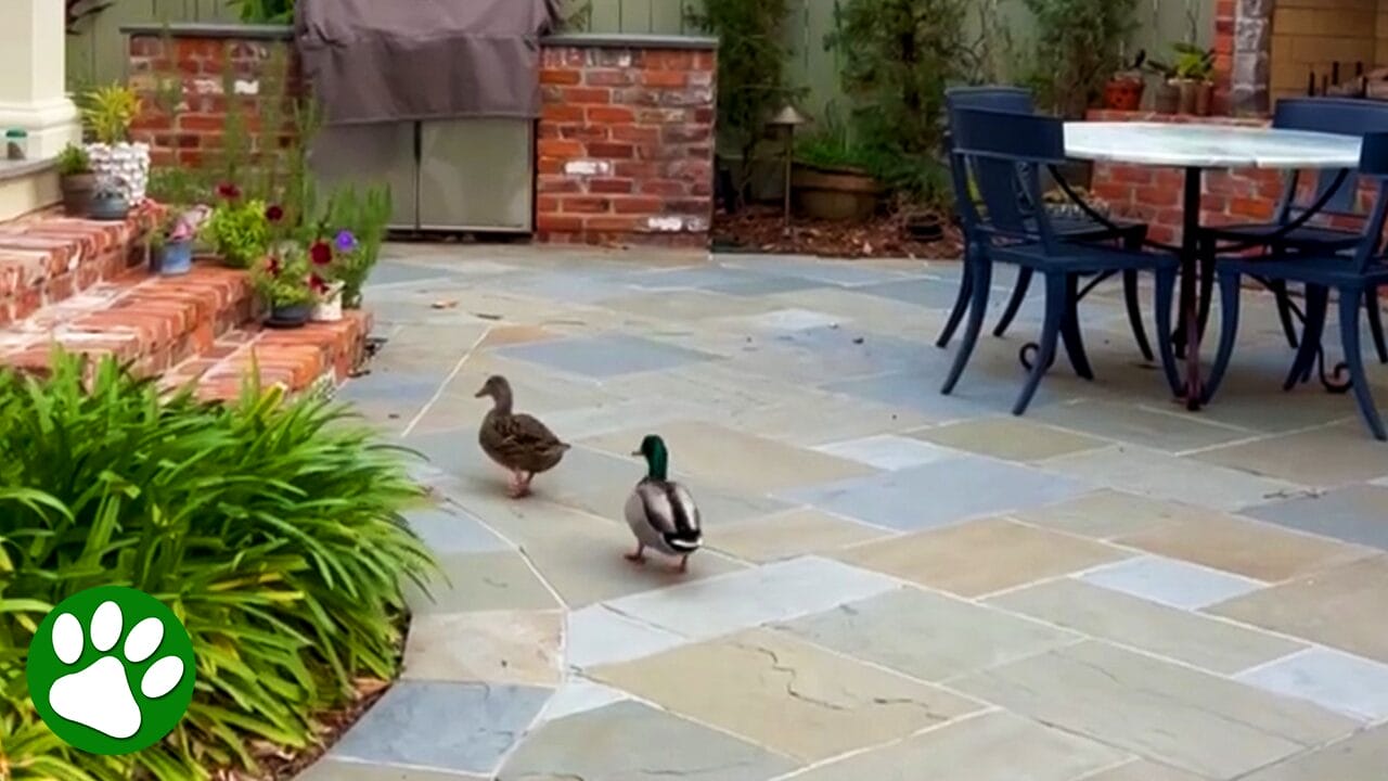 Rescue duck returns home with new boyfriend