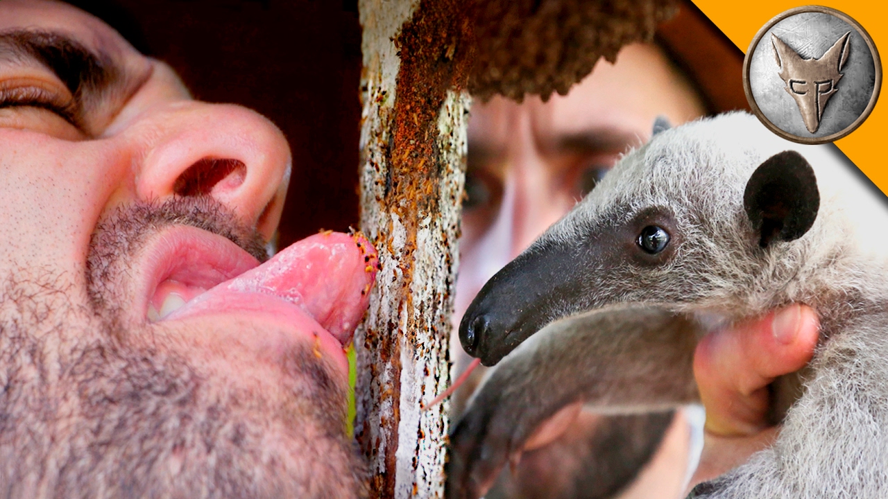 The insectivore’s morning: nutritional power of termites