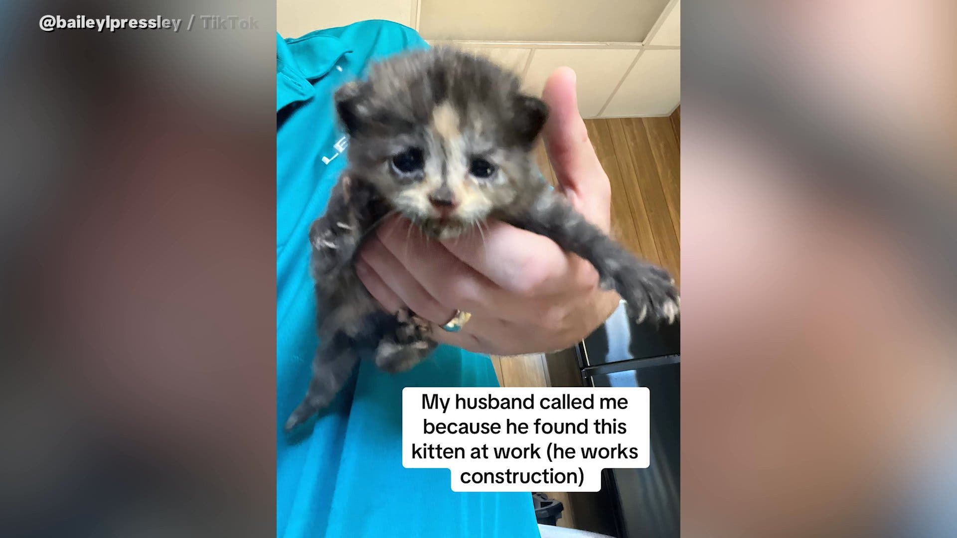Neonatal Kitten Found Alone on Construction Site