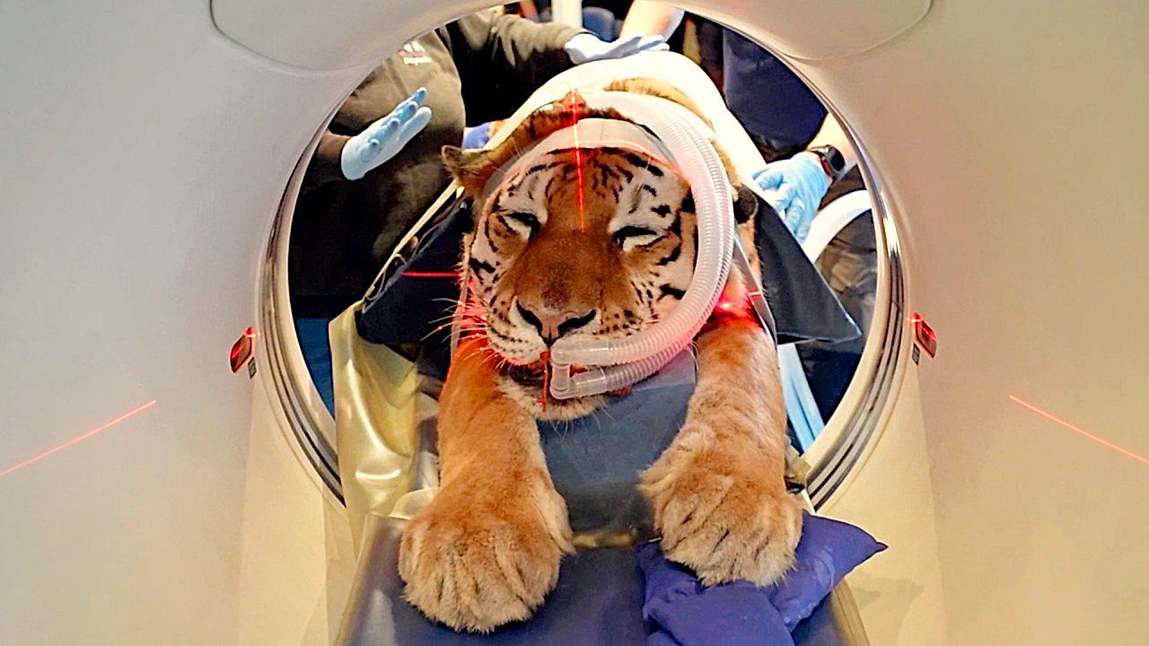 Amur tiger Luca gets CT scan to solve mystery health issue