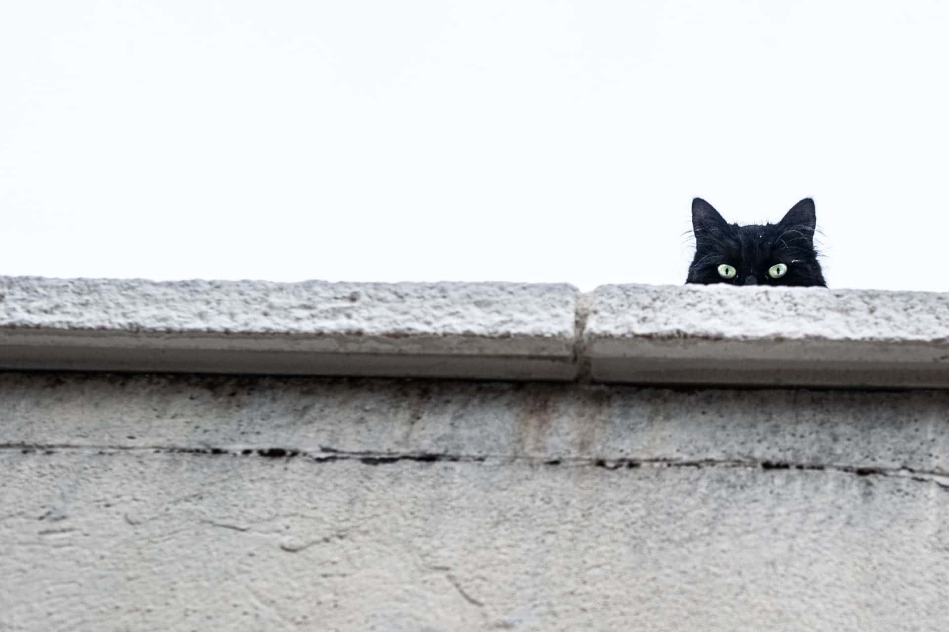 The Secret Power of Black Cats: 9 Myths That Turned Out to Be Mostly True