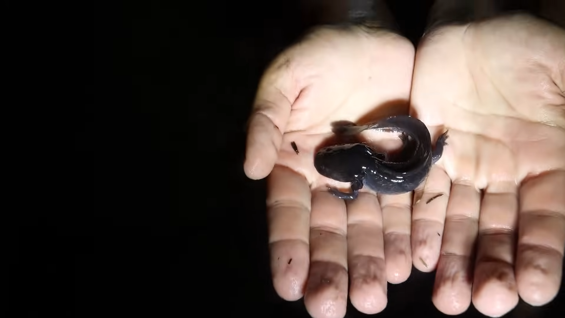 Hidden in the darkness live axolotls found thriving in a sewer