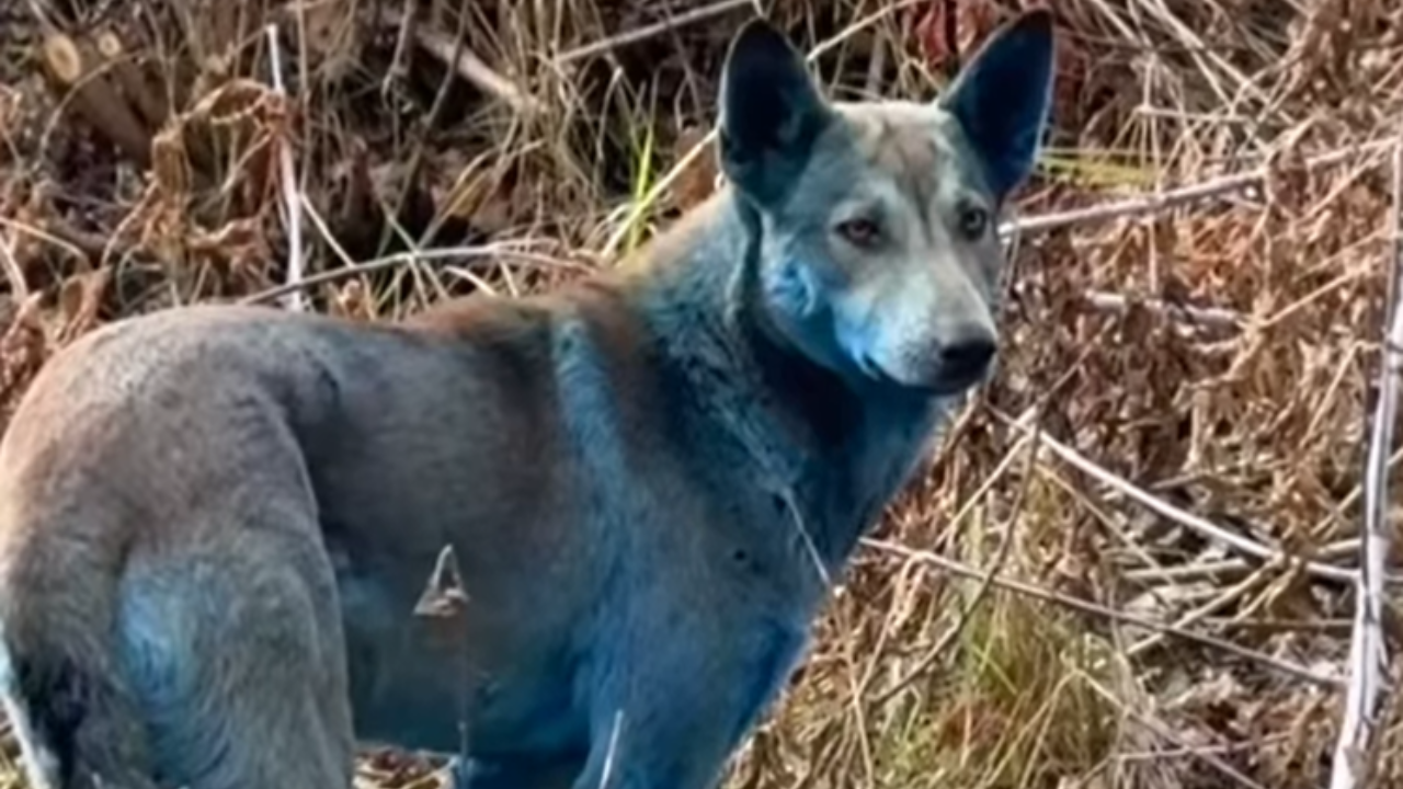 Chernobyl’s blue dogs go viral: Mystery stuns rescue team; is it a ...