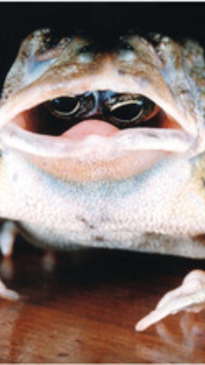 The Introspective Frog : कॅनडातील ऑन्टारियोतील तोंडात डोळे असलेला ...