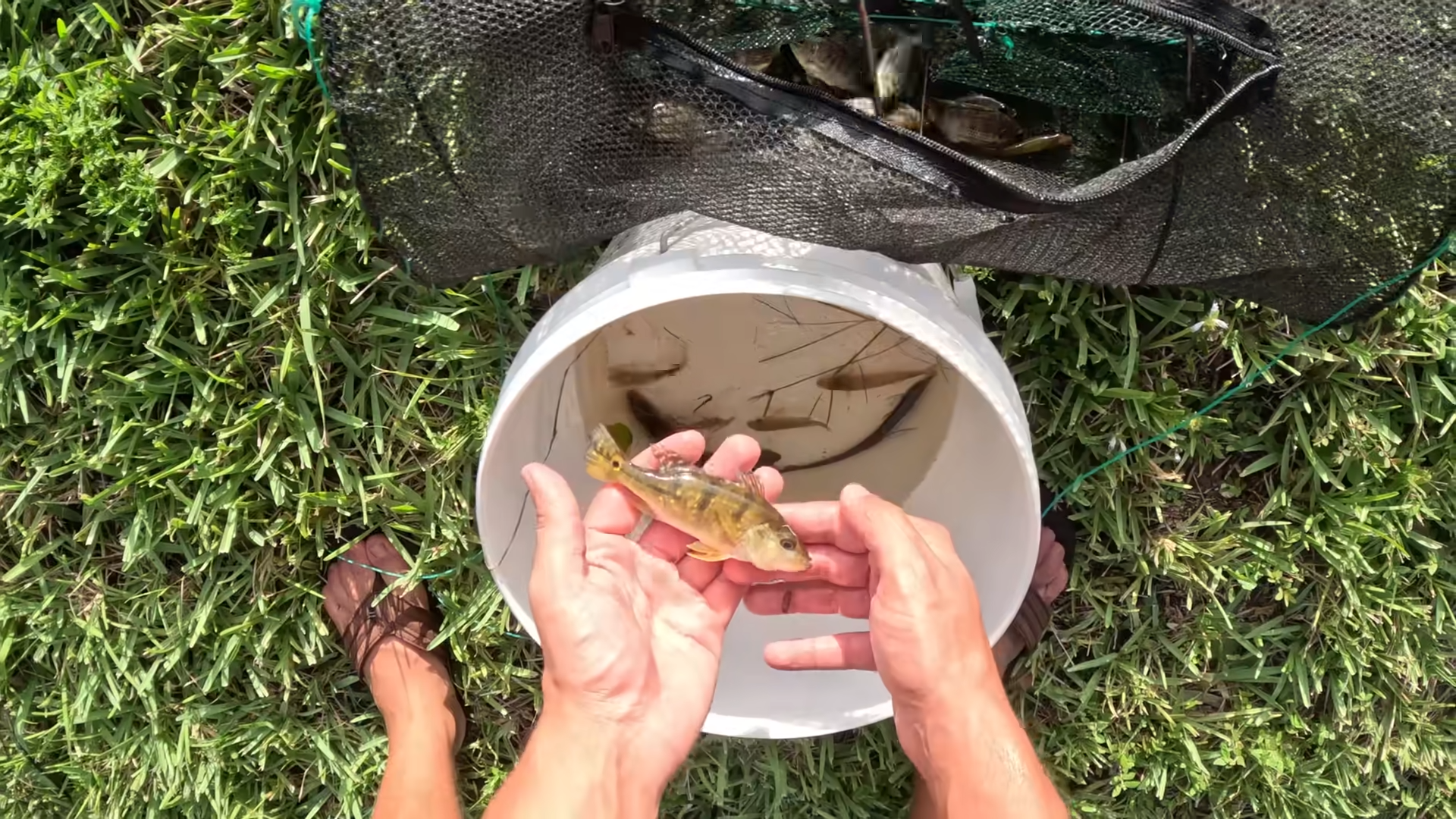 Trapped in toxic water rescuing aquarium fish from a sewer disaster