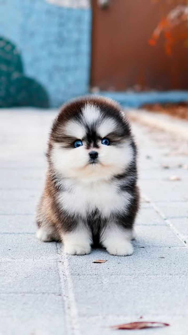 22 Rare Dog Mixes That Show Just How Creative Breeding Can Be