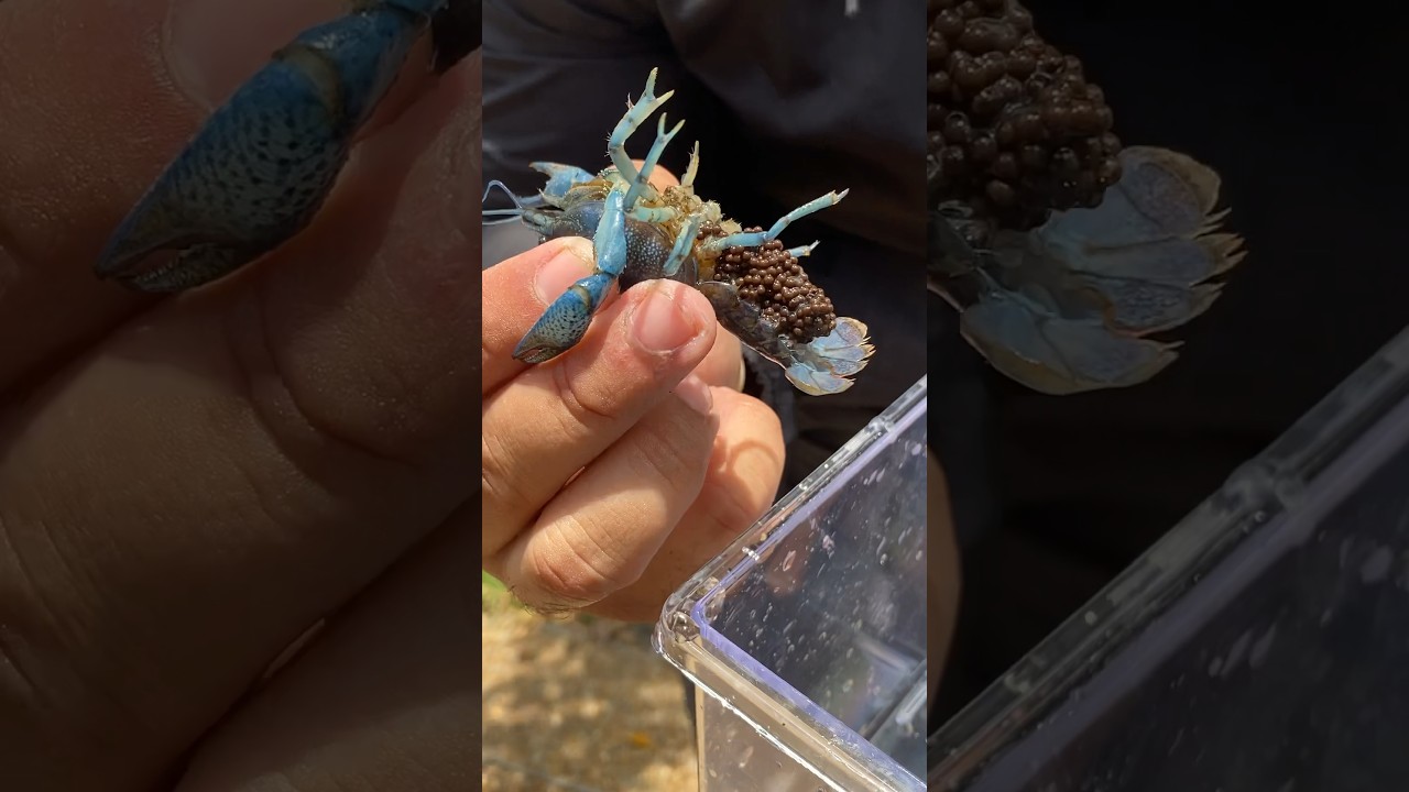 1 In A MILLION BLUE CRAYFISH HAS BABY'S
