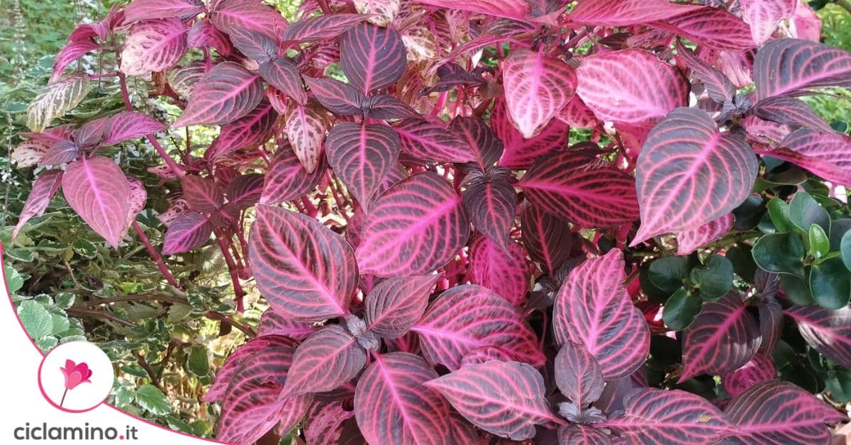 Con le foglie dell’iresine è davvero facile dare un bel colore vivace al balcone spento