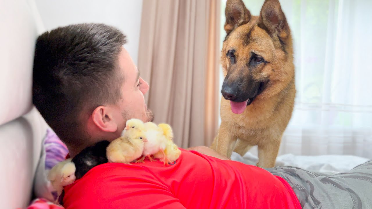 German Shepherd Reacts Adorably to Baby Chicks