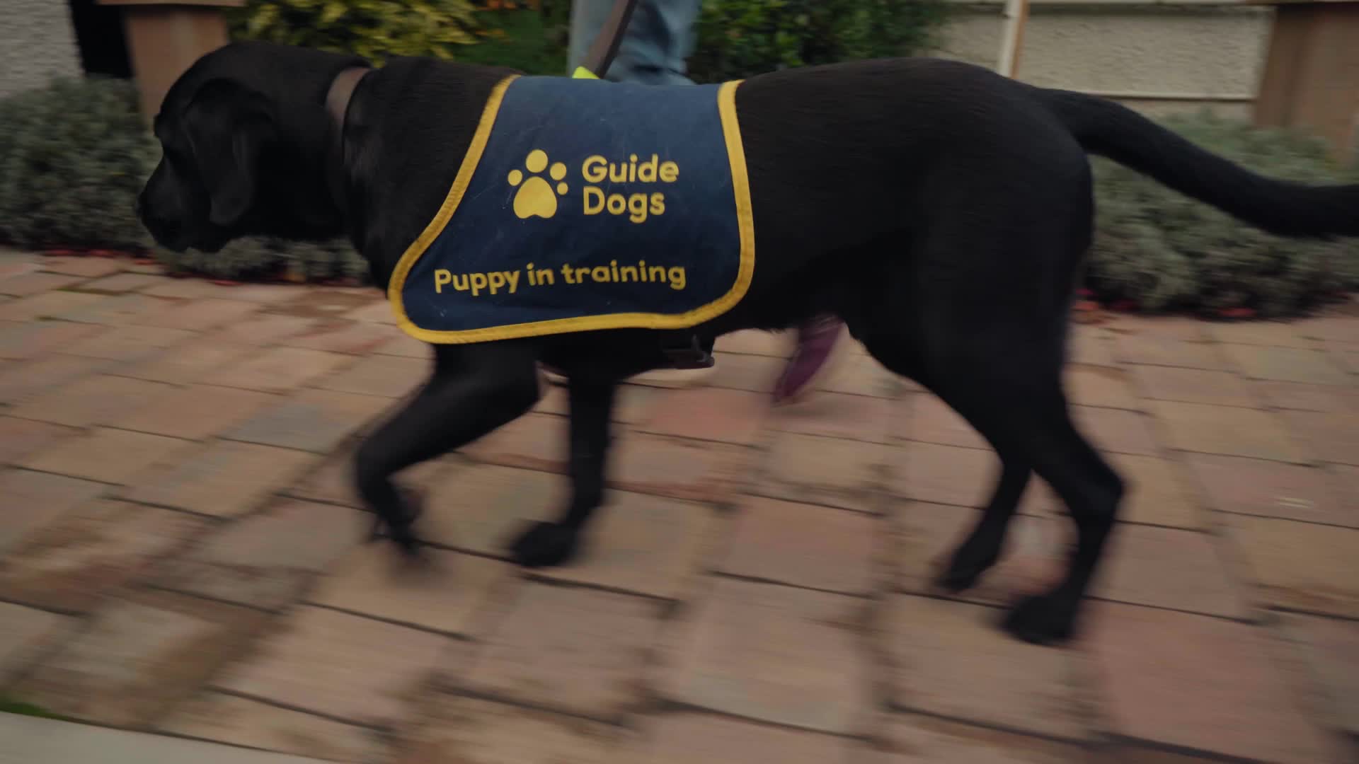 Guide Dogs brings 'puppy hours' to pubs in a drive to recruit more ...