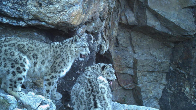 Himachal’s snow leopards are protected by women. Big cat numbers are up