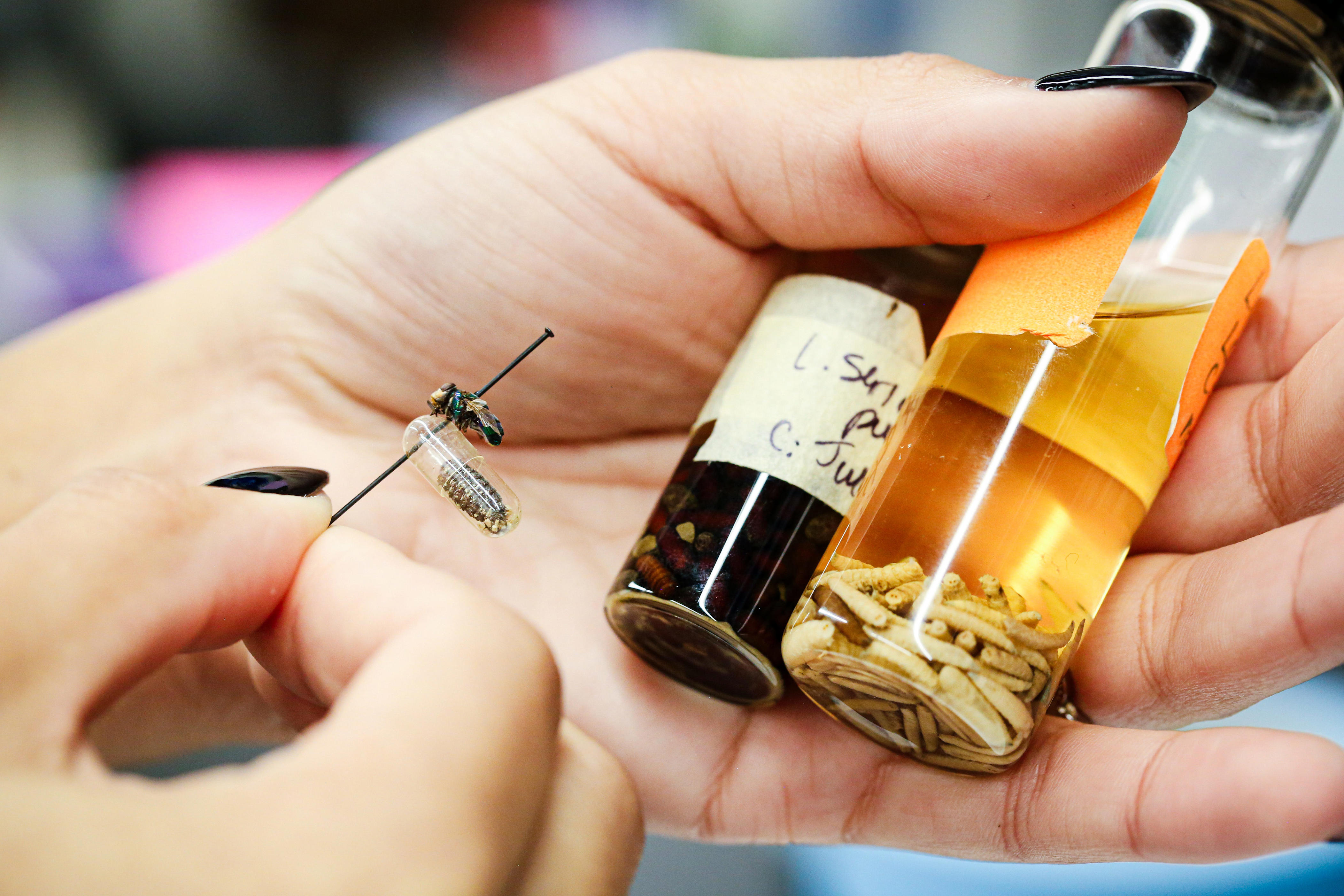 Crime-solving bugs? New tech has big aspirations.