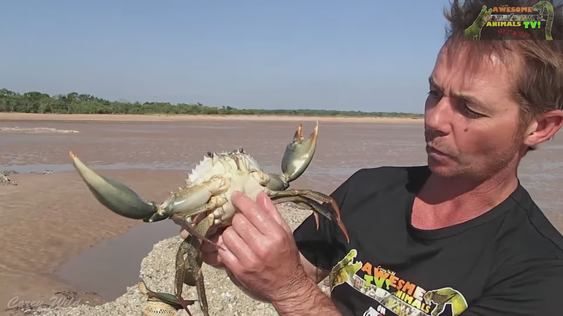 Mud crab man | giant mud crabs species and sizes survival guide with ...