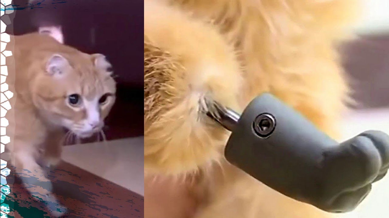 Cat Gets 4 Prosthetic Legs After Losing Them to Frostbite