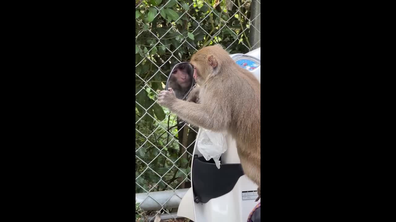Monkey admires its reflection in scooter wing mirror